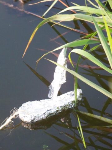 Boats, Water Fun and Things that Float for Kids - KC Edventures