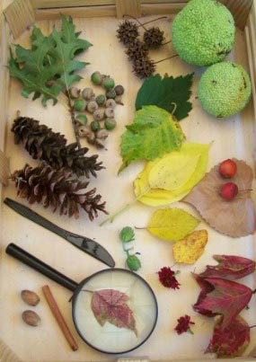 Creating with Items from Nature - KC Edventures