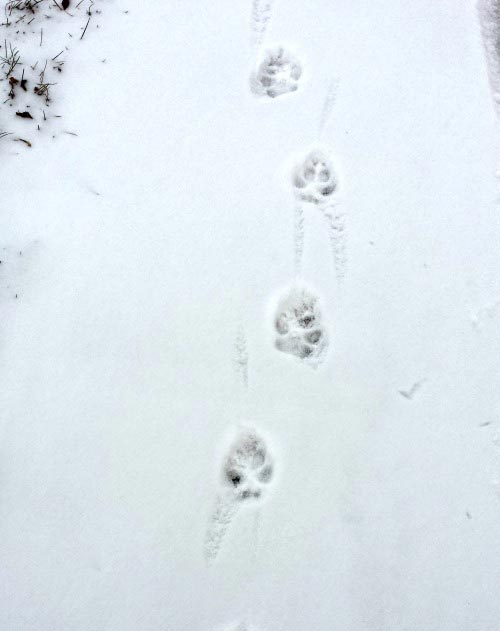 Exploring Animals Tracks in Snow - KC Edventures