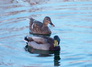 17 Fun Things to do at a Pond | Activities for Kids