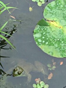 17 Fun Things to do at a Pond | Activities for Kids