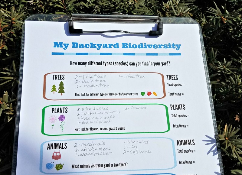 Ecology Science Activity: Biodiversity in Your Own Backyard