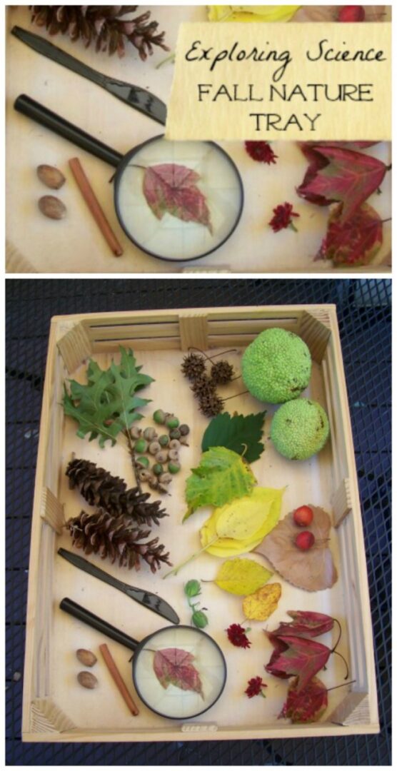 Fall Nature Table Ideas for the Classroom, Waldorf, Montessori