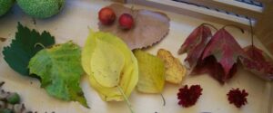 Fall Nature Table Ideas for the Classroom, Waldorf, Montessori