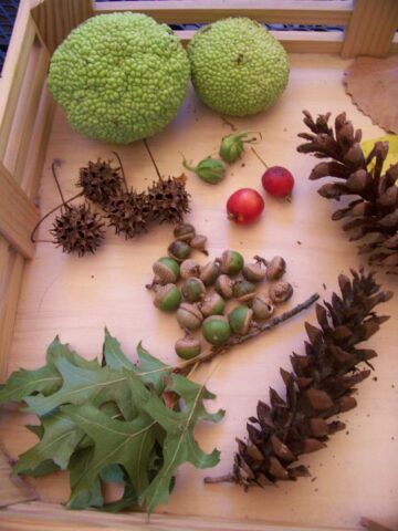 Fall Nature Table Ideas for the Classroom, Waldorf, Montessori