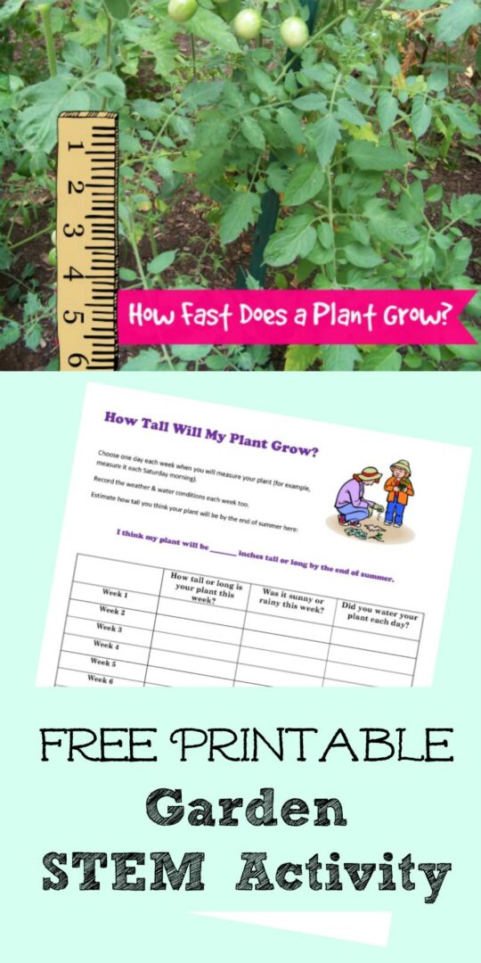 9 Plant Activities for Kids | Measure Plant Growth & STEM Garden Projects