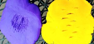 Outdoor Texture Scavenger Hunt for Kids | FREE printable!