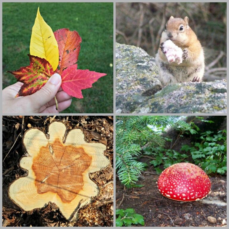 Walk in the Woods | Nature Hike Scavenger Hunt