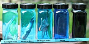Ocean Zones for Kids: Marine Life & Sea Layers
