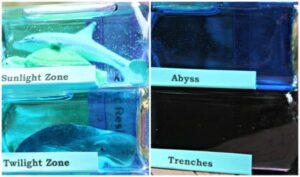 Ocean Zones for Kids: Marine Life & Sea Layers