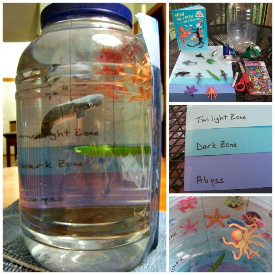 Ocean Zones for Kids: Marine Life & Sea Layers