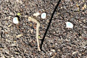 How to Make a Sundial for Kids | STEM Project