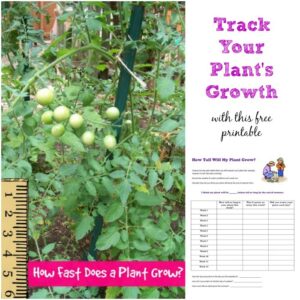 Garden Scavenger Hunt (with FREE printable!)