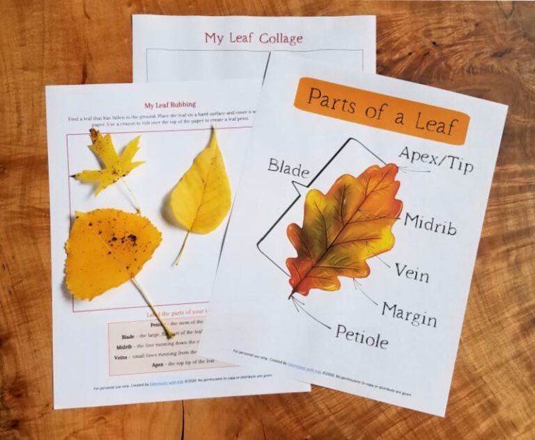 18 Fall Science Activities and Experiments with Leaves