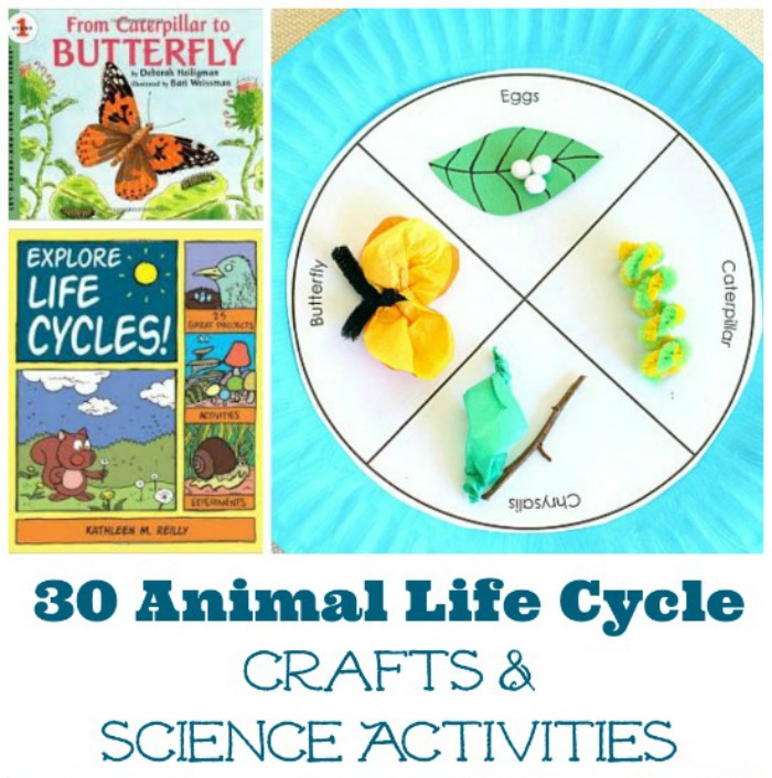 Rabbit Life Cycle Craft Rabbit Life Cycle Foldable Learning Activity