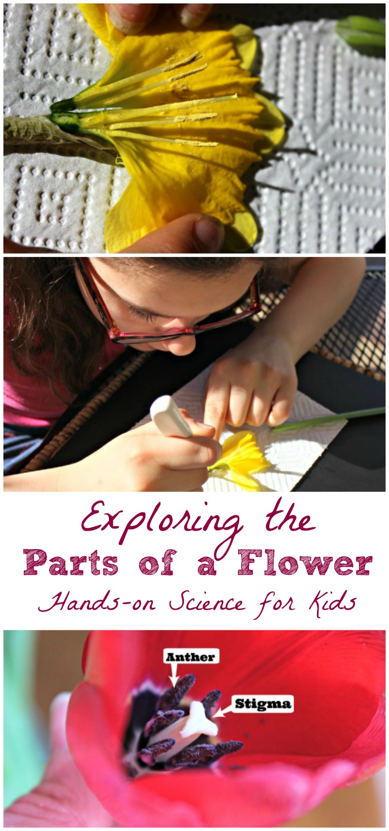 Flower Science Projects: Parts of a Flower & Pollination for Kids