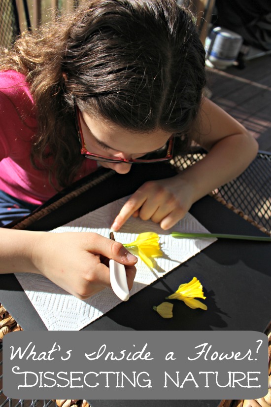 Flower Science Projects: Parts of a Flower & Pollination for Kids