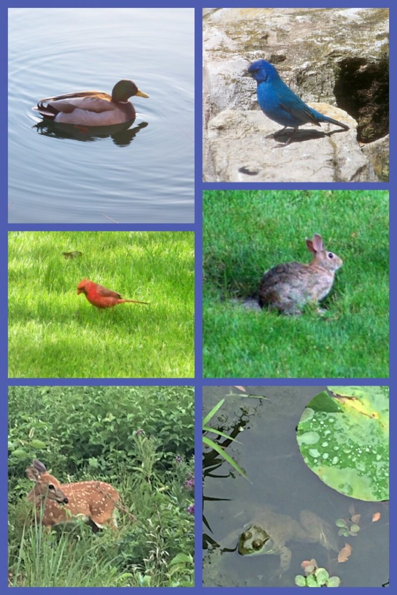 Earth Day Scavenger Hunt | FREE printable pdf