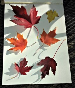 13 Fall Themes for Home or Classroom | 50 Ideas & Activities